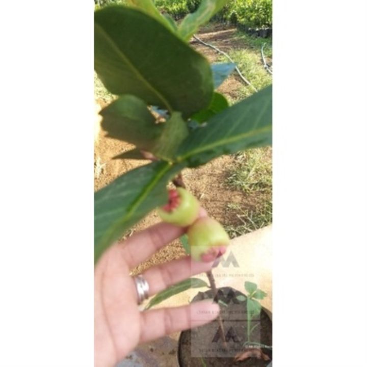 Macopa/Makopa Grafted /Java Plant red and Var Thailand | Lazada PH