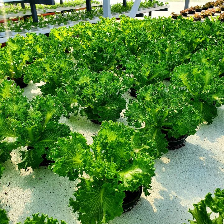 Lalique RZ - Crystal Green Lettuce | 1000 seeds | Sealed and Fresh ...