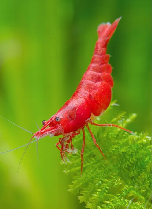 Bloody Marry Neocaridina Shrimp by CSL | Lazada
