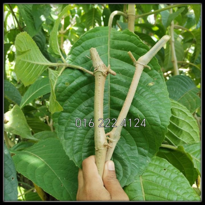 Trichanthera Gigantea