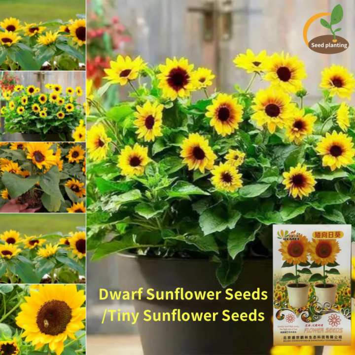 เมล็ดพันธุ์ ทานตะวันแคระ Dwarf Sunflower Seeds/Tiny Sunflower Seeds เมล็ดพันธุ์บอนไซ เมล็ดพันธุ์ ...