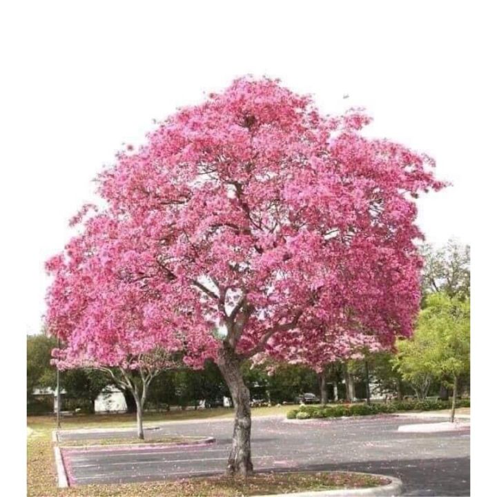Pokok Bunga Tabueia Rosea Pink Bunga bola Cantik Tecoma Sakura Malaysia ...