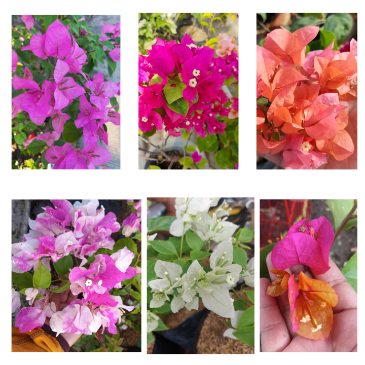 DIFFERENT VARIETY OF BOUGAINVILLEA WHITE - ROOTED AND READY TO PLANT ...
