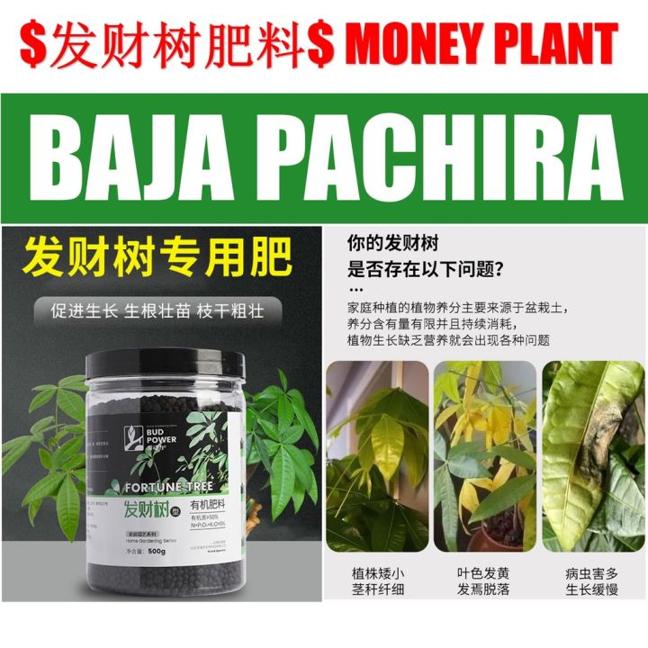 发财树肥料招财树幸福树金钱树Baja Khas Pokok Wang Pokok Pachira Money Tree Fertilizer ...