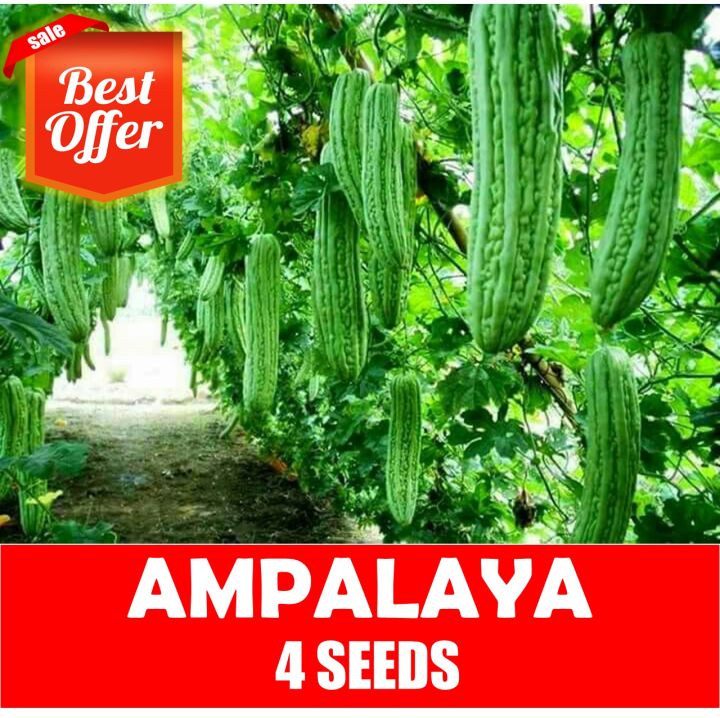 Ampalaya Seeds - Long Green | Lazada PH