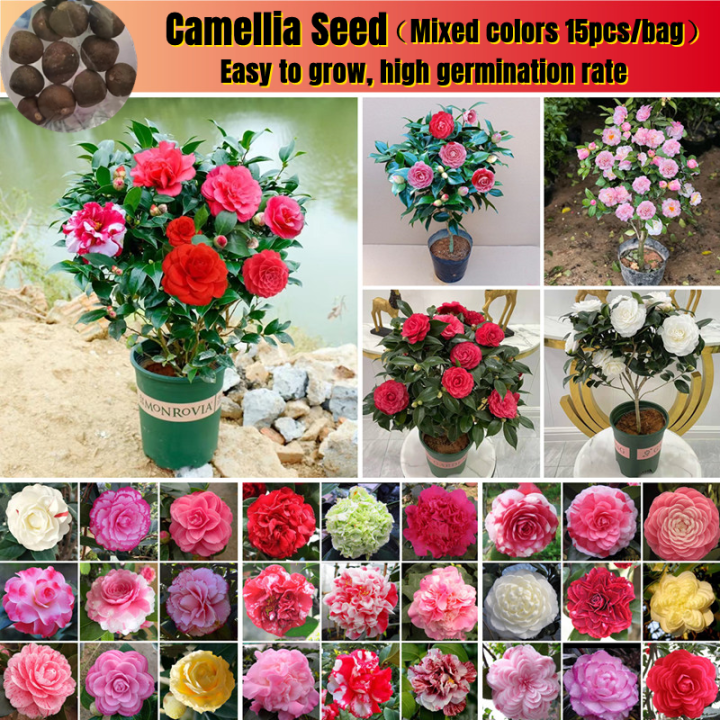 [Fast Germination] Camellia Flower Seeds for Sale (Mixed Colors 5-10 ...