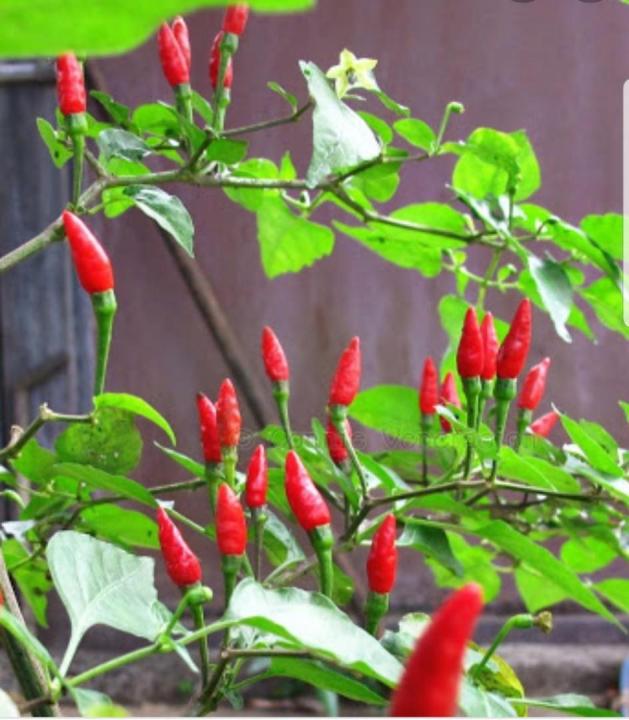 Siling Labuyo Live Plant with FREE garden soil- Outdoor Plant/Herbal ...