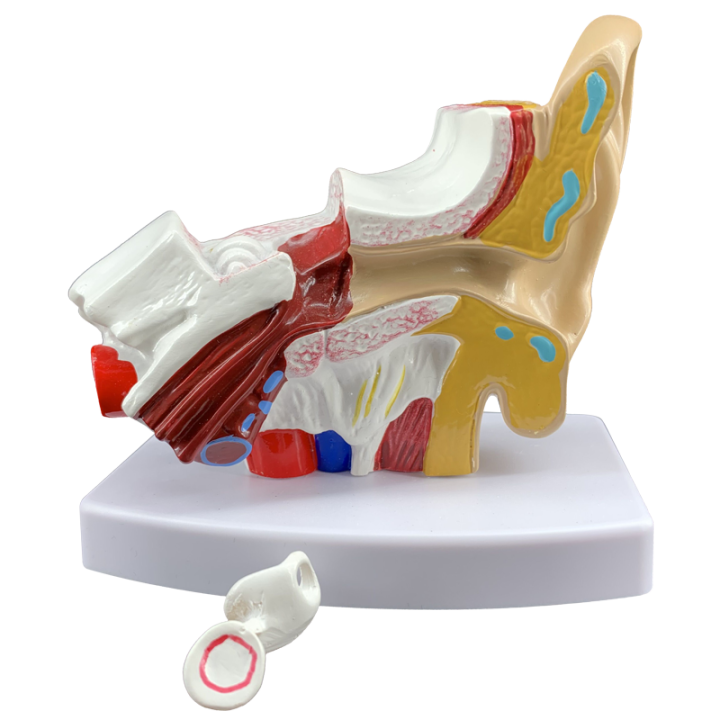Human Ear Model Ear Anatomical Demonstration Model 1.5 Times Magnified ...