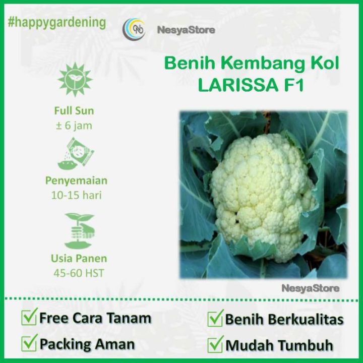 10 Biji Benih Kembang Kol Bunga Kol LARISSA F1 | Lazada Indonesia