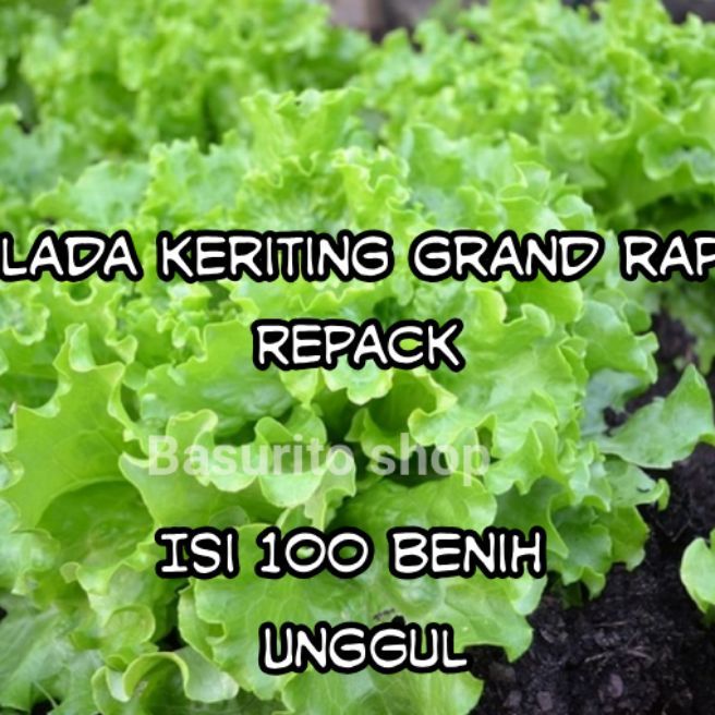 Benih biji selada keriting grand rapid repack isi 100 butir | Lazada ...