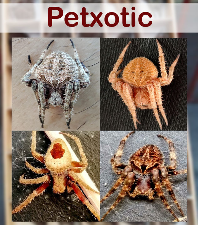 Derby G Gensan Lines ( All Size Available ) | Lazada PH