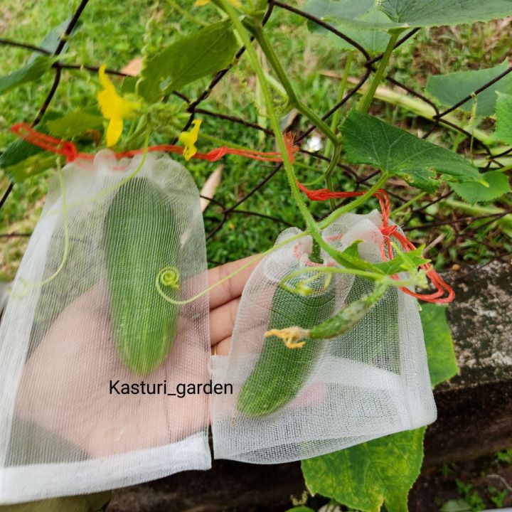 Benih Timun Baby Ulam Baby Cucumber Seeds 15pcs Vegetable Seed Vege ...