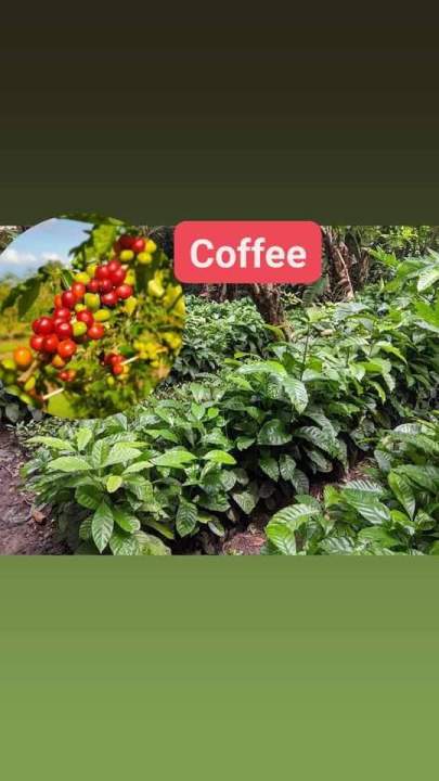 Grafted Cacao Cocoa seedlings /Kapeng Barako Seedlings | Lazada PH