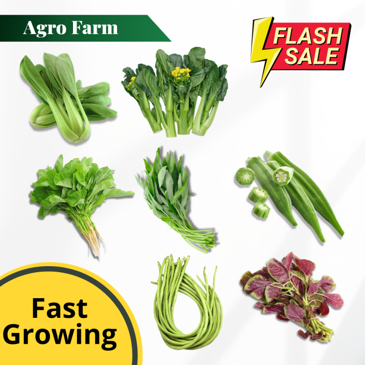 【BUY 6 FREE 1 !!】 Non-Gmo Hybrid Seed / Biji Benih Sayur / Vegetable ...