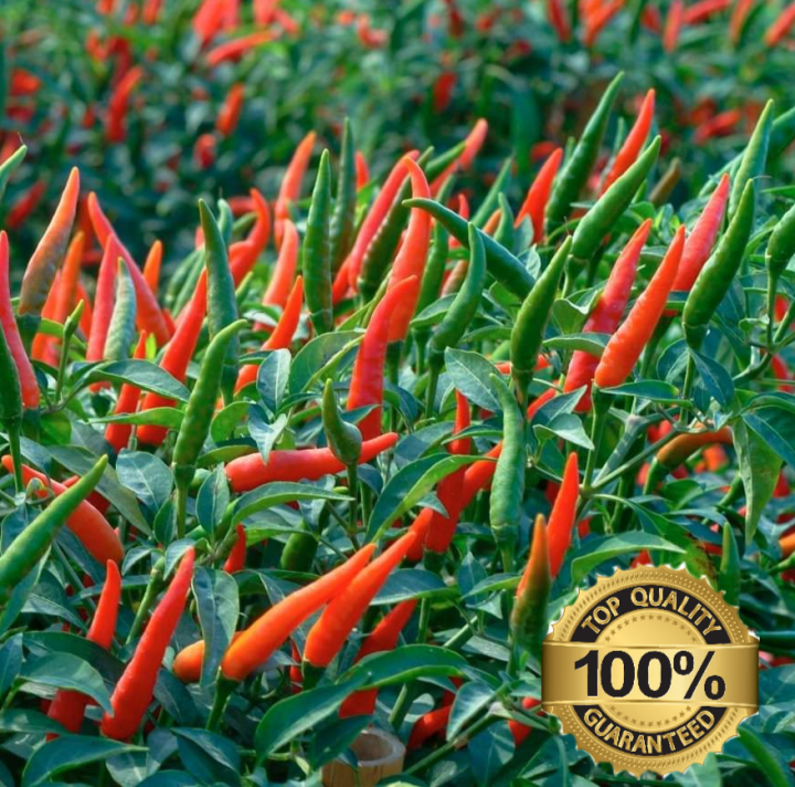 SILING TINGALA (TAIWAN CHILI F1) HYBRID | Lazada PH