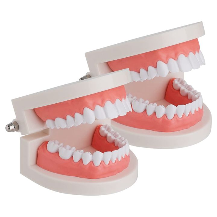 (IPOC) 2 Pack Standard Dental Teeth Model - Dental Mouth Model Human ...