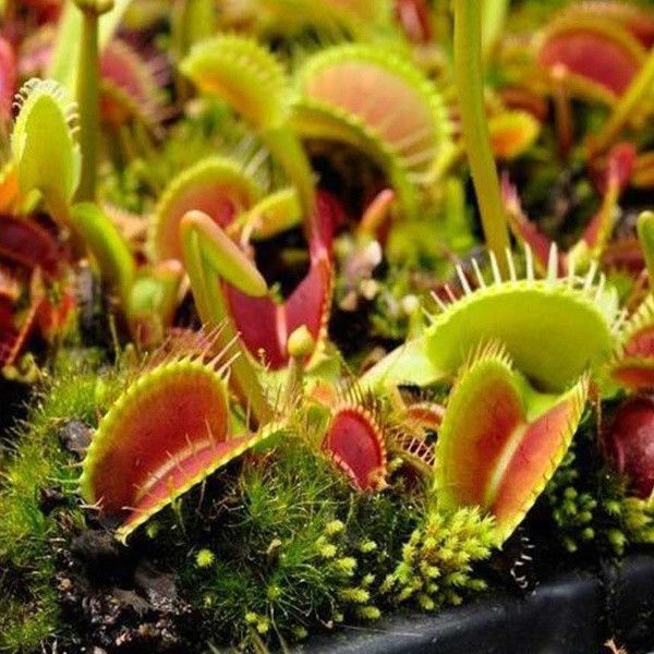 50pcs Funny Plant Venus Flytrap Seeds- Fly Trap - (Dionaea Muscipula ...