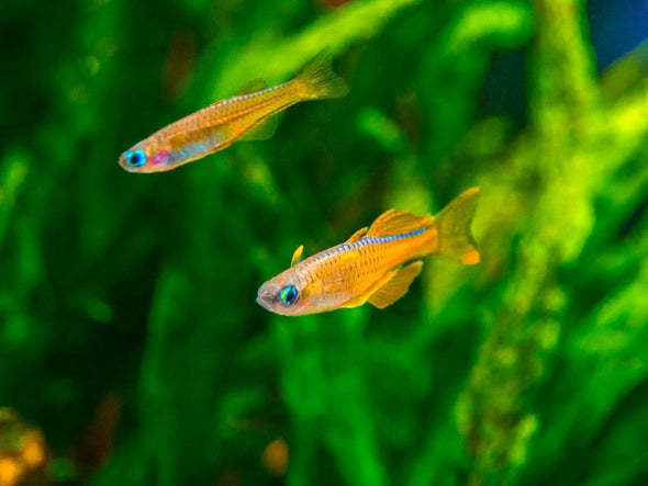 (LIVESTOCK) Pseudomugil Luminatus (10pc) | Lazada Singapore