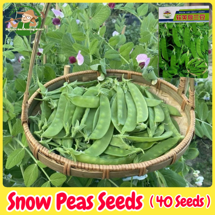 Fresh Organic Snow Peas Seeds for Planting (40 Seeds) High Yield Snow ...
