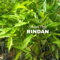 Bibit Buah Redan Atau Ridan Buah sangat langka Asli Kalimantan TOB ...