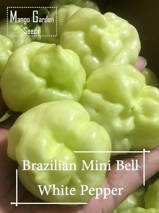 *Rare* Brazilian Mini Bell Pepper Seeds - 20 Seed *Pot Friendly ...