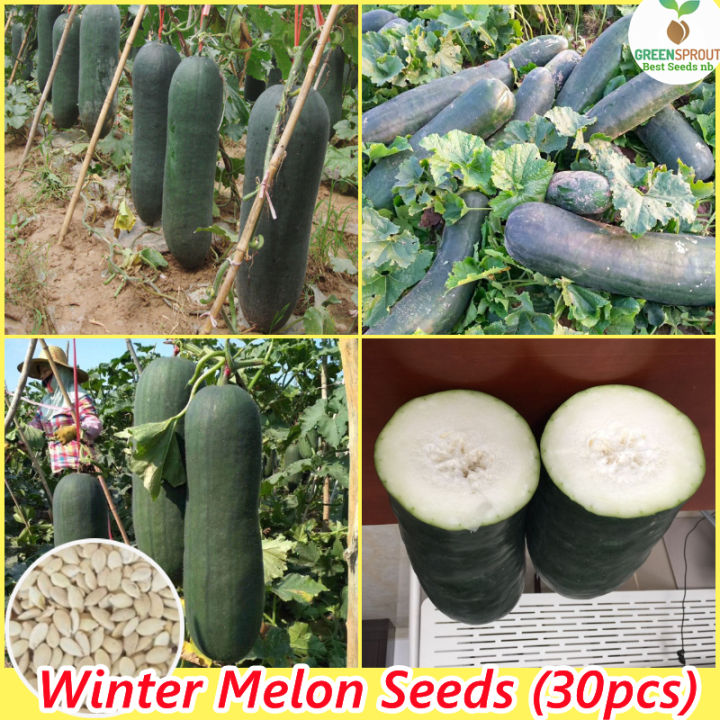 [High Germination] Giant Winter Melon Seeds for Planting (30 Seeds/pack ...
