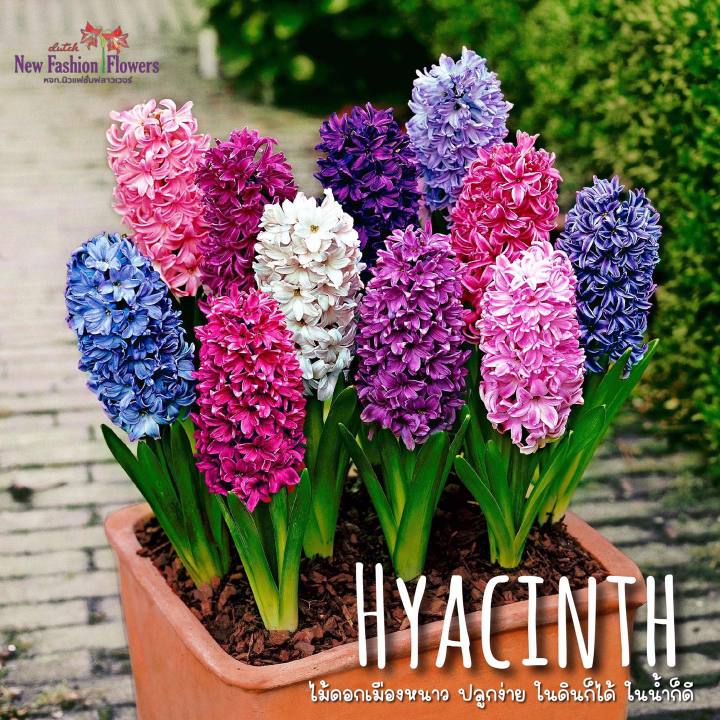 มาปลูกดอก Hyacinth กันครับ หัวพันธุ์ ไฮยาซินธ์ พร้อมปลูก สดใหม่นำเข้า ...