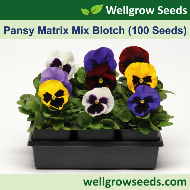 Pansy Matrix Mix Blotch (100 sds) Flower Seeds Wellgrow Seeds | Lazada