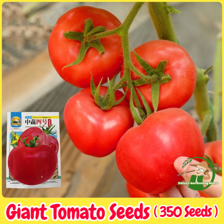 Giant Tomato Seeds for Planting (350 Seeds) - High Yield Big Tomatoes ...