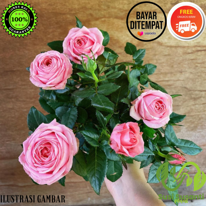 [ BELI 1 GRATIS 3 TANAMAN ] 1 POT JUMBO Pohon Bunga Mawar Tanaman Hias ...