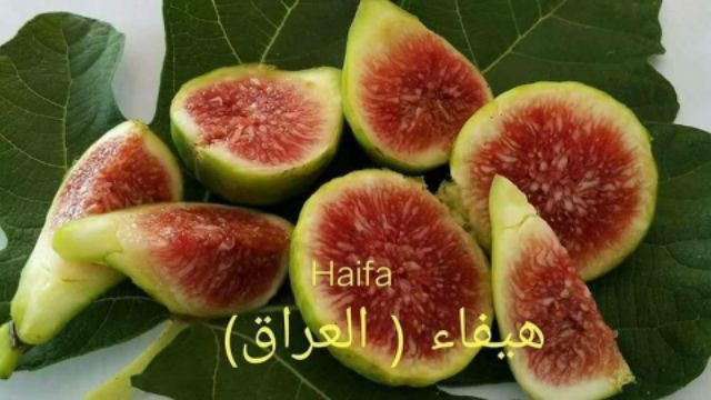 ต้นมะเดื่อฝรั่ง มะเดื่อ/มะเดื่อฝรั่ง (Fig) พันธุ์ Haifa ต้นสมบูรณ์มาก ...