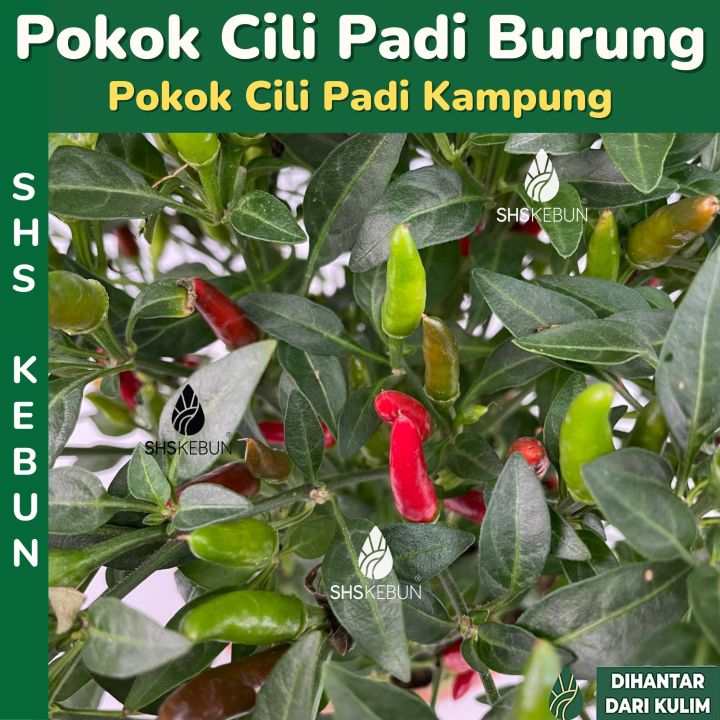 Pokok Cili Padi Cili Api Cabai Burung Cabai Melaka Pokok Sayur-Sayuran ...