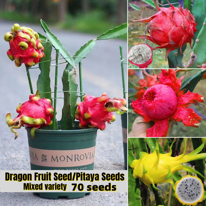 [Fast Germination] 70 Seeds Mix Pitaya Seeds Dragon Fruit Seeds for ...