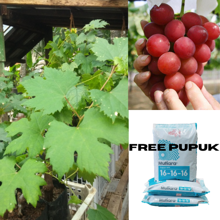 Free Pupuk Bibit Anggur Ruby Roman | Lazada Indonesia