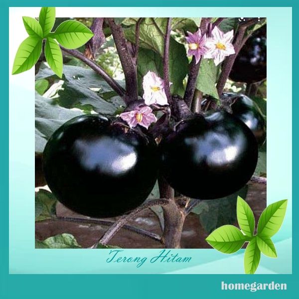 Bibit Terong Bulat Hitam Benih Terong Bibit Tanaman Sayuran | Lazada ...