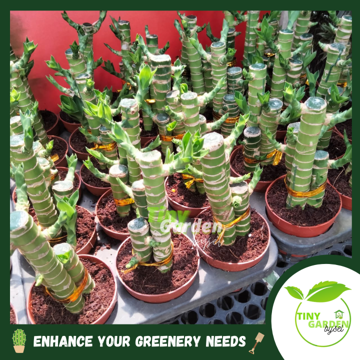 Lotus Bamboo 3in1 Plant with Pot (LVA325) | Lazada