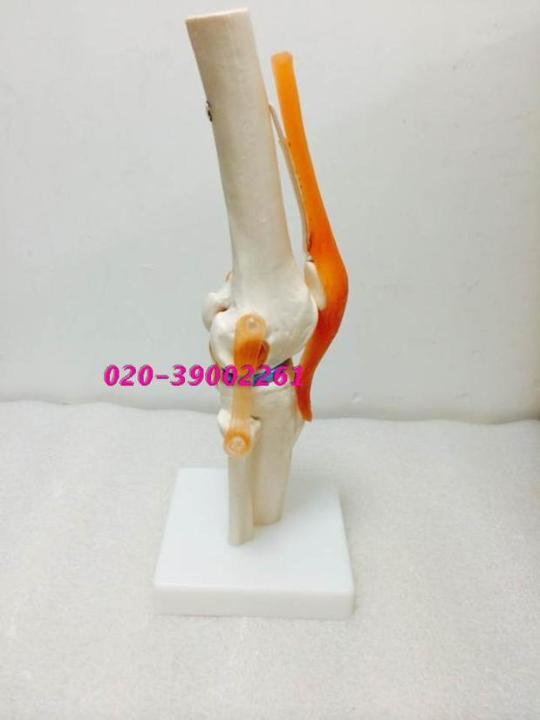The function model of the human knee joint bone skeleton model teaching ...
