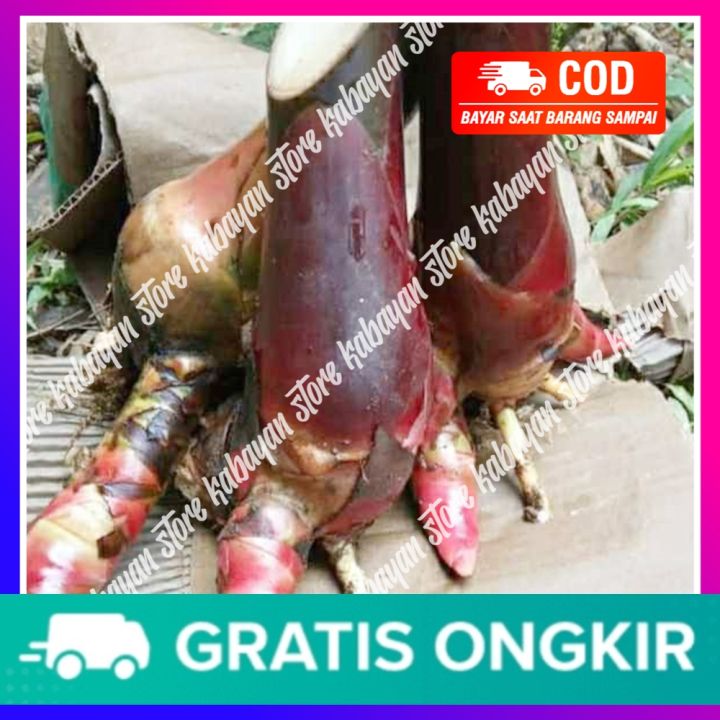 bibit kecombrang honje merah Bibit honje merah bibit tanaman honje ...