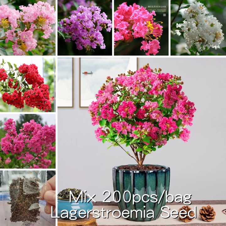 ของแท้ระดับห้าดาว 200 เมล็ด/ซอง Color Mixing Lagerstroemia Seeds Bonsai ...
