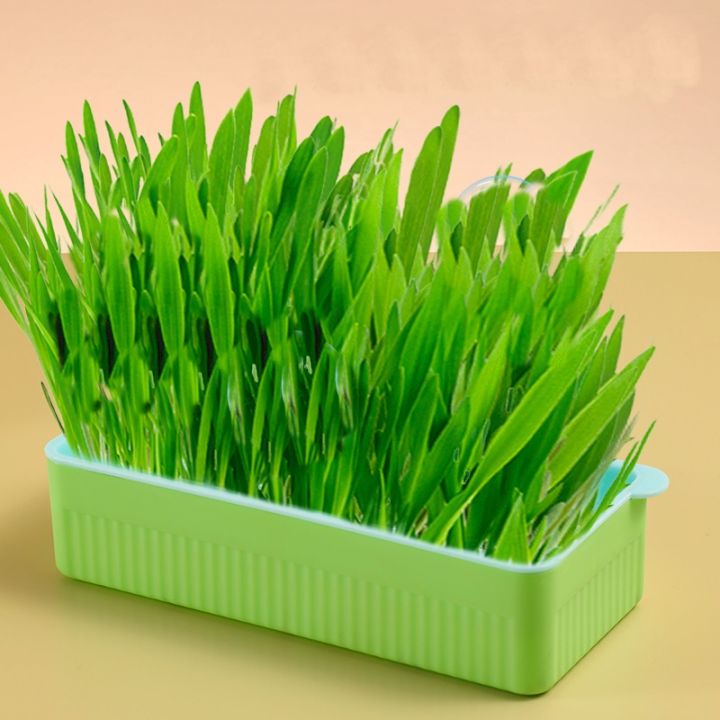 Boqi Factory ชุดปลูกข้าวสาลีแมว พร้อมเมล็ด 🐱 ออร์แกนิค ข้าวสาลีแมวต้ ...