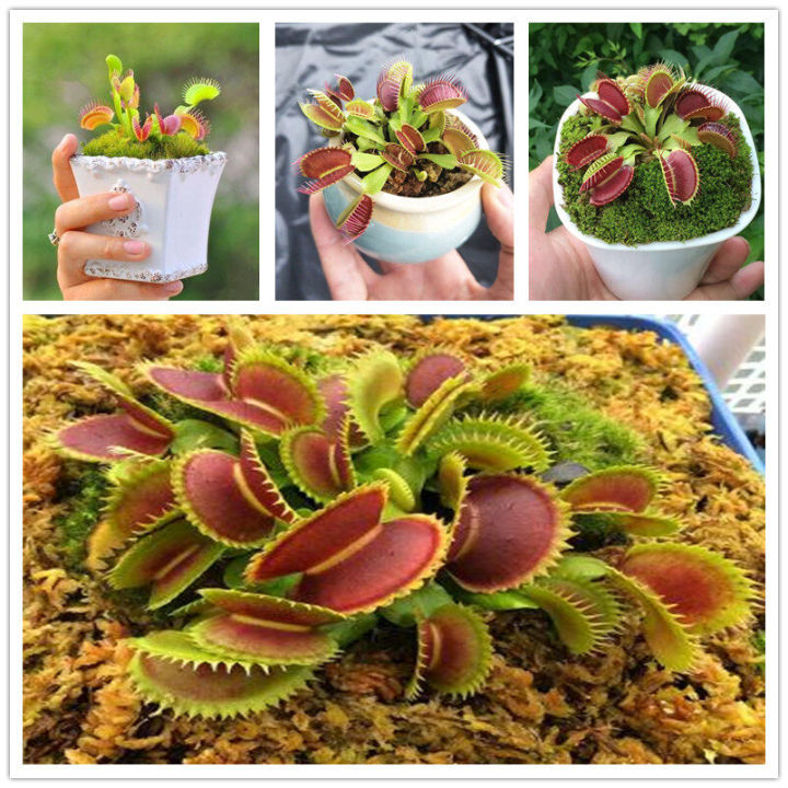 100PCS Insectivorous Plant Bonsai Dionaea Muscipula Venus Flytrap ...