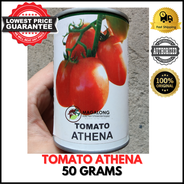 CONDOR SEEDS - TOMATO SEEDS - ATHENA 50 GRAMS | Lazada PH