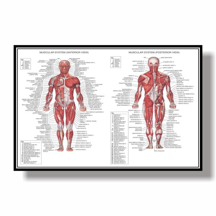 Muscular System Anatomical Poster - Educational Muscle Anatomy Chart ...