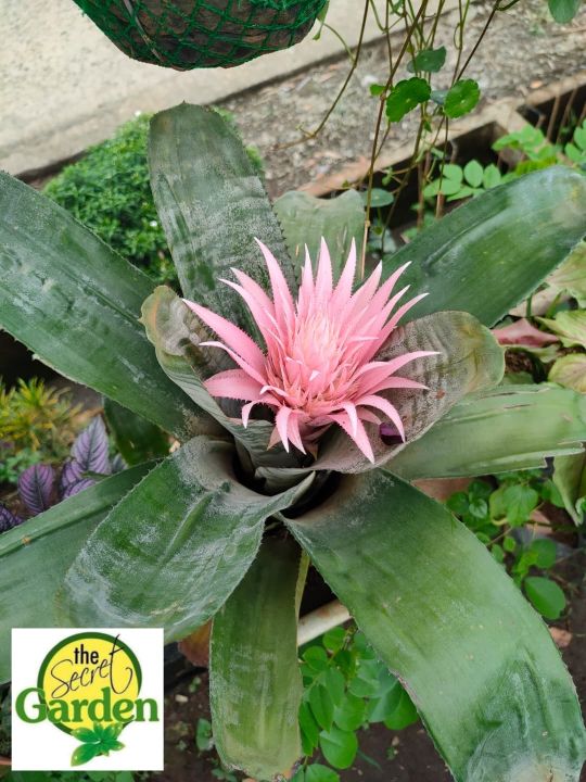 Bromeliad Silver Base with FLOWER (Aechmea Fasciata) with FREE plastic ...