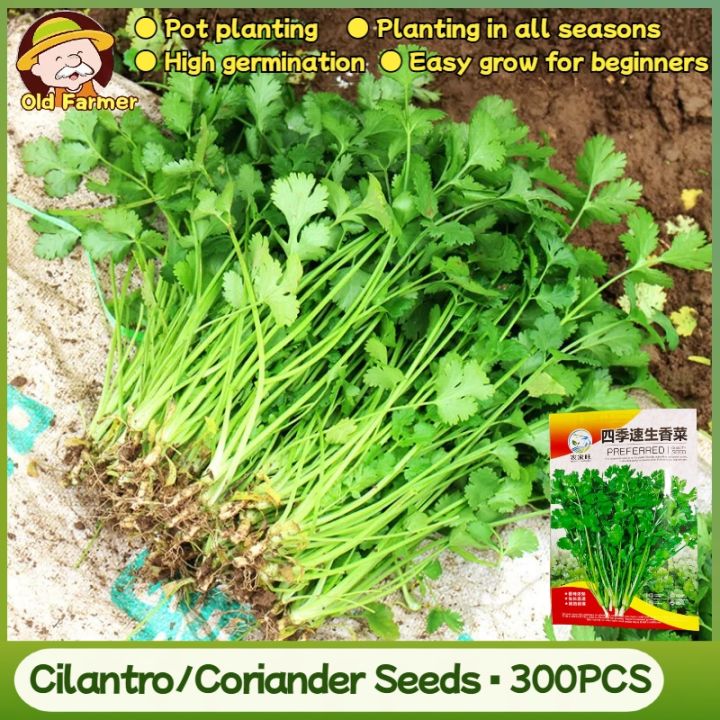 100% Original Heat Tolerant Coriander Seeds for Planting Vegetables ...