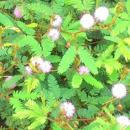 Daun Putri Malu Herbal Segar (Isi 100 Lembar) | Lazada Indonesia