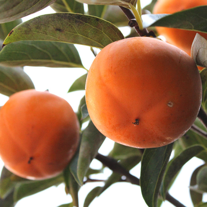 Sichuan Crispy Sweet Persimmon Seedlings Planting Fruit Trees in the ...