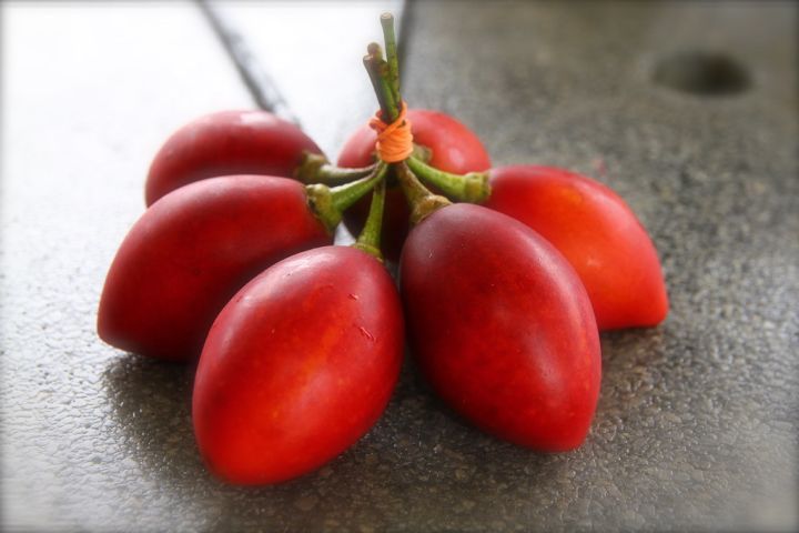 Biji Benih Buah cinta love fruit seeds. | Lazada