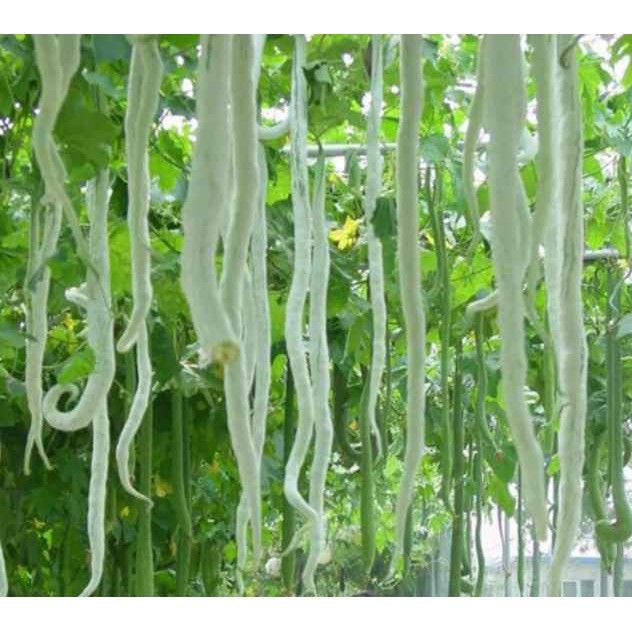 Snake Gourd Bean Vegetable Seeds ( 4 seeds ) - Basic Farm House | Lazada PH