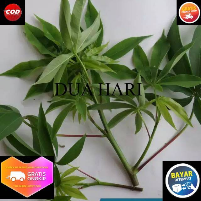 5 batang DAUN RANDU SEGAR DAUN KAPUK DAUN HERBAL PER DAUN/PERBATANG ...